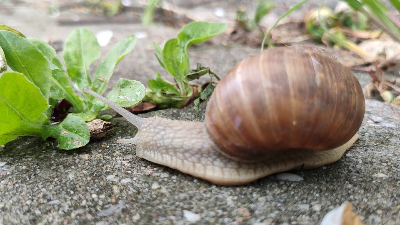 Big Cute Snail After Rain - YouTube