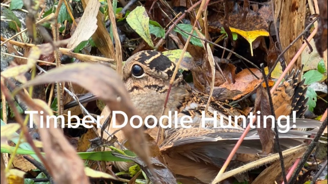 Timberdoodle Hunting! - YouTube