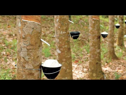 Contribution to Natural Rubber Production without Exogenous Hormonal Stimulation An Experimental