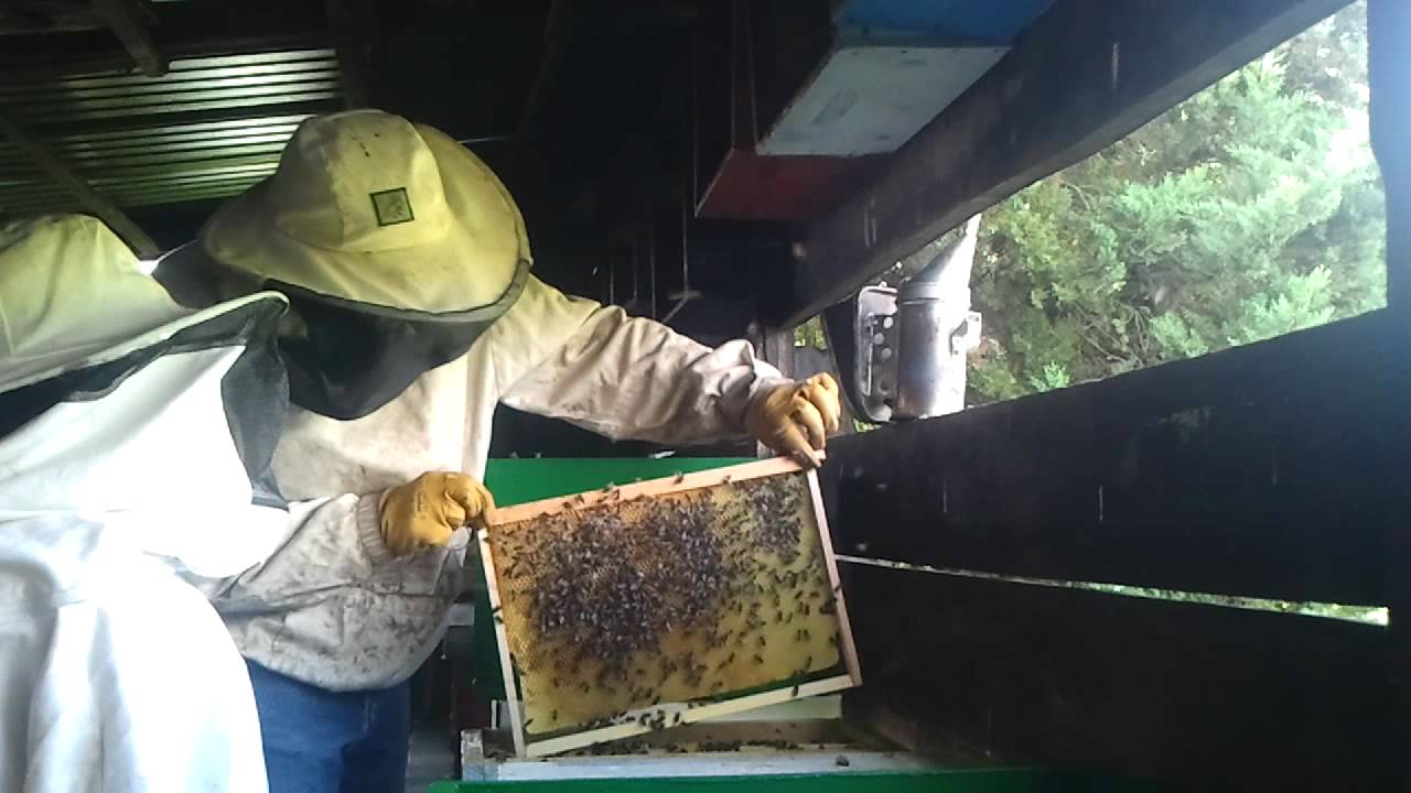 Apprentissage a l apiculture pour ma fille.video-2012-07-15 - YouTube