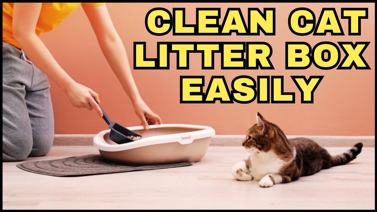 How to Clean Your Cat's Litter Box (Simple & Easy Ways) - YouTube