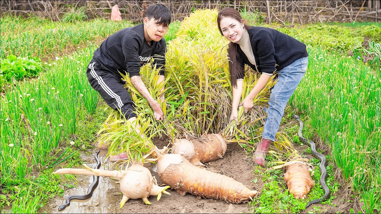 Harvesting SNAKE GINGER Goes to the market sell - Animalcare | Lý Thị ...