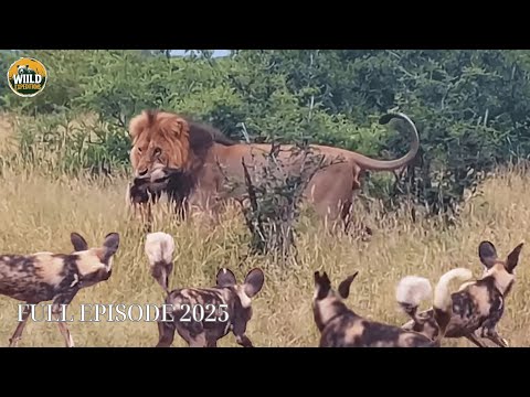 WILD DOGS vs LIONS 🆚 | The Most Savage Fight for Survival! | Animal documentary