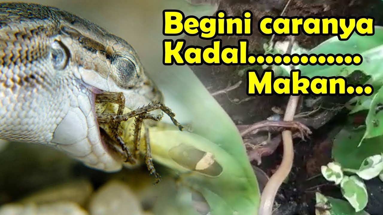 Begini cara Hewan Predator memangsa hewan lainya - YouTube