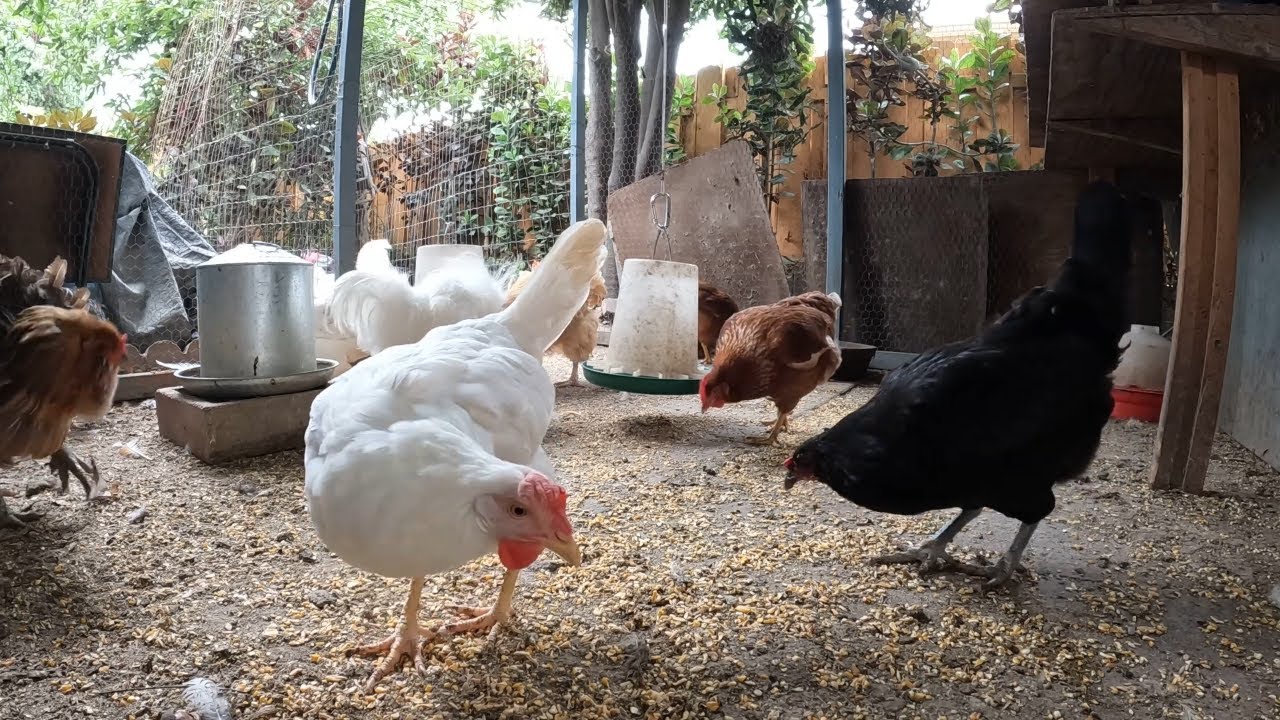 Chickens Fun Relaxing Video Hens Roosters Chicken Coop! - YouTube