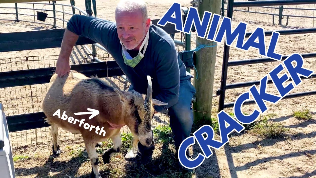 🐐 ABERFORTH the GOAT gets adjusted by The ANIMAL CRACKER! - YouTube