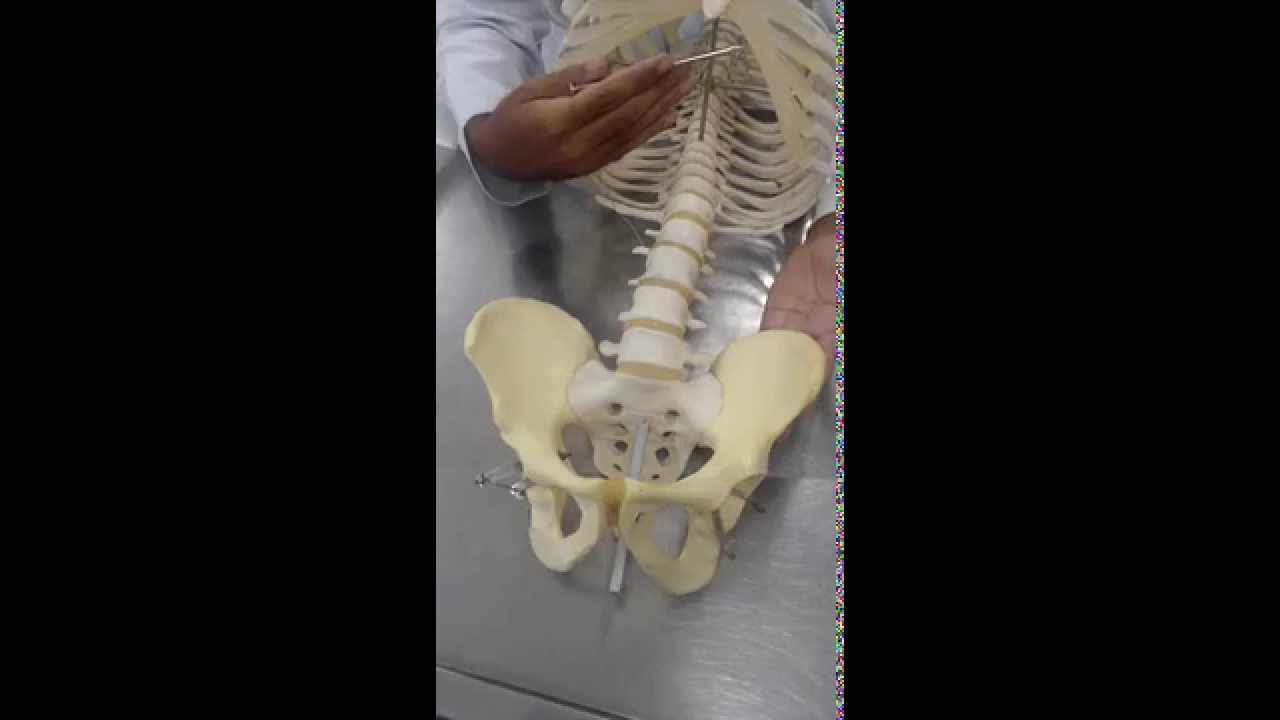 Ossos do Membro Inferior: Osso Ilíaco| Fêmur| Patela| Tíbia| Fíbula ...