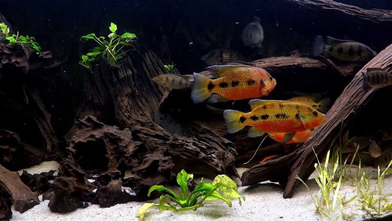 Peaceful five spot jewel cichlid fish tank - YouTube