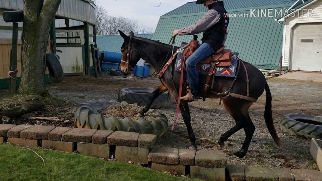 💗Stella 3yr old Stunning Molly mule💖💖Offered for sale!!! Located in ...