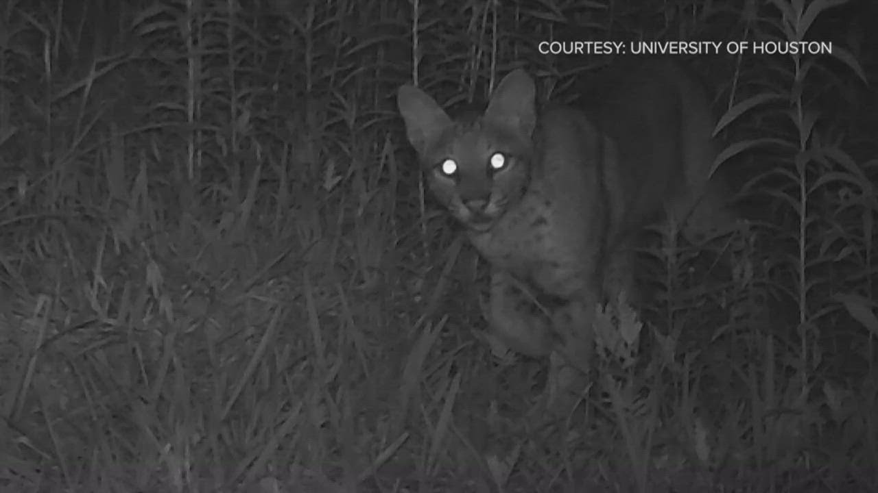Bobcat Eyes At Night