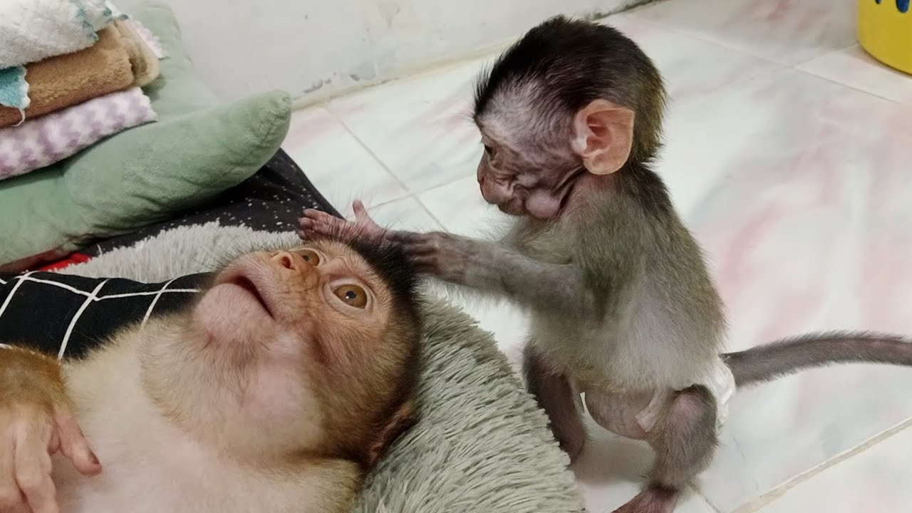 baby Dan give brother LiBi special care.. - YouTube