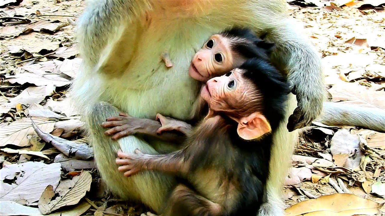 Not Twin! Nala baby cr.ies nonstop when Elsa kidnaps him so long - YouTube