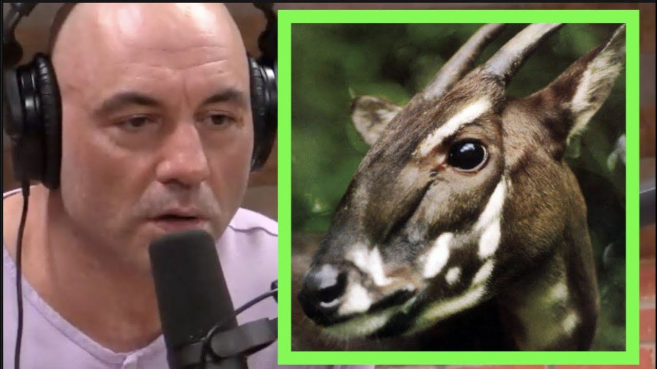 Giant Sloths & Asian Unicorns | Joe Rogan & Forrest Galante - YouTube