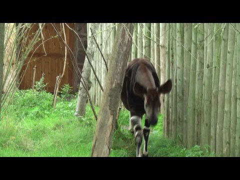Okapi on the run - YouTube