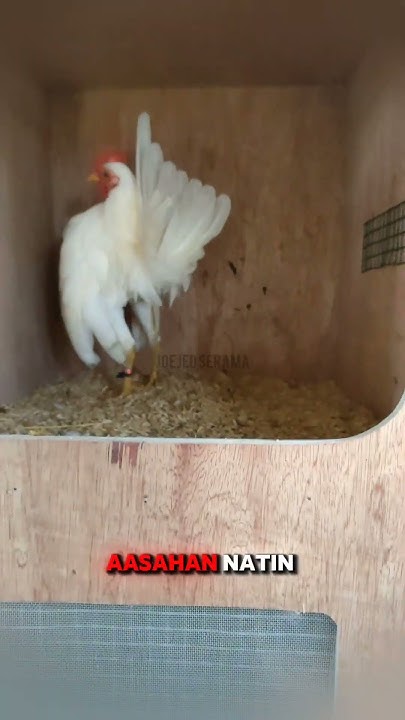 Basehan nga ba ang hugis ng itlog para malaman ang kasarian ng mga sisiw? #malaysianserama # ...