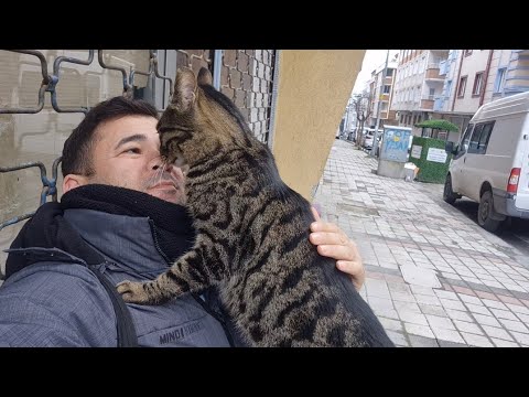 Friendship Between a Stray Cat and a Human. - YouTube