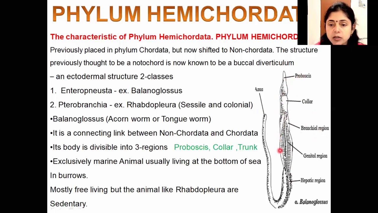 11th biology, KINGDOM ANIMALIA, Phylum Hemichordata, Lecture no.8 - YouTube
