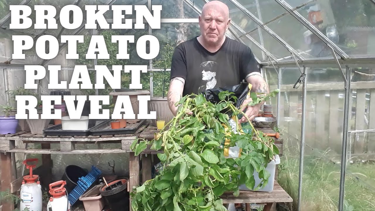 Potato Reveal From Broken Plant [Gardening Allotment UK] [Grow ...