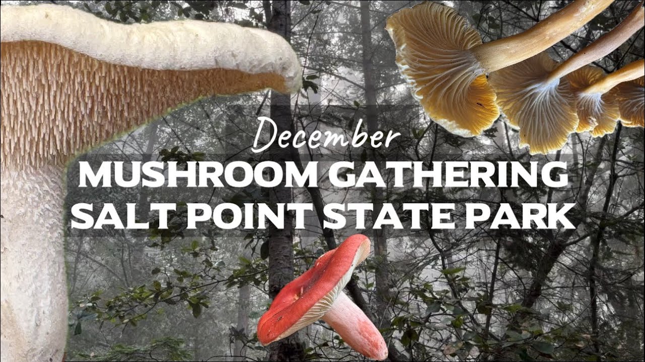 December Mushroom Gathering Salt Point SP - YouTube