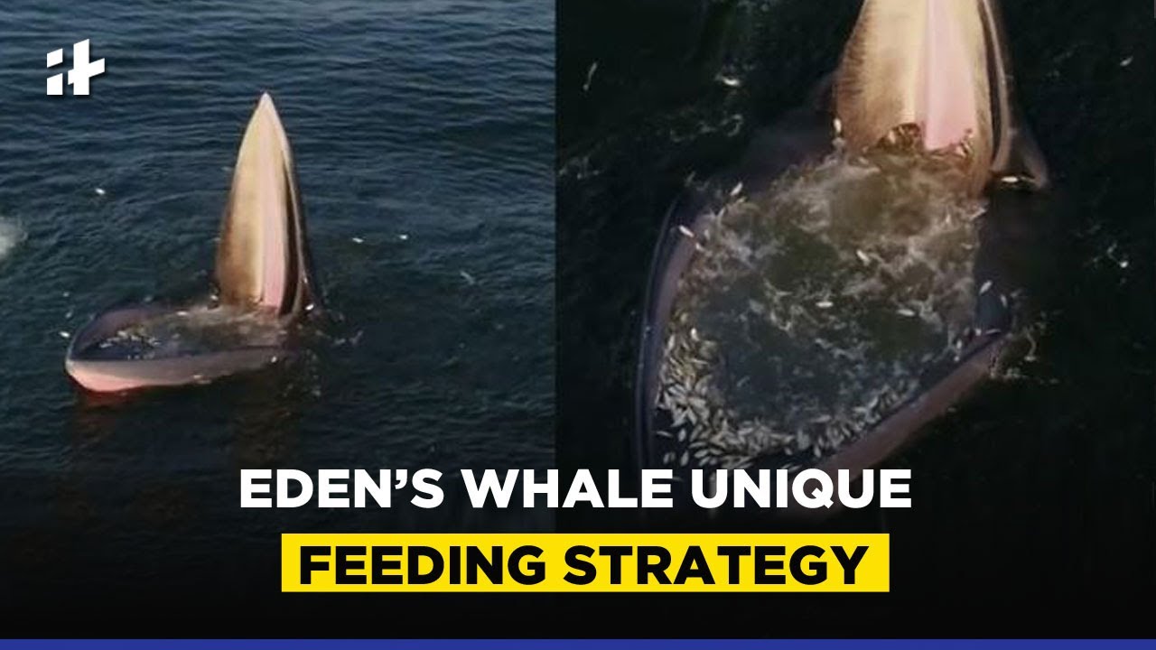 Viral Drone Footage Of Eden Whale's 'Extraordinary' Strategy To Capture ...