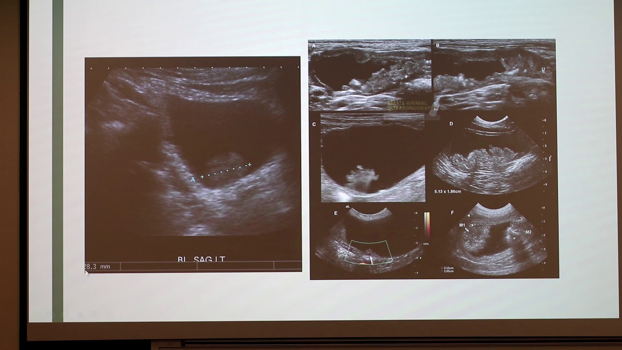Transitional Cell Carcinoma in Dogs (TCC) - YouTube