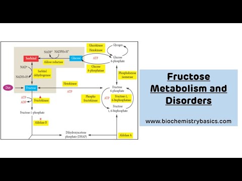 Fructose Metabolism And It's Disorders || Fructose Metabolism ...