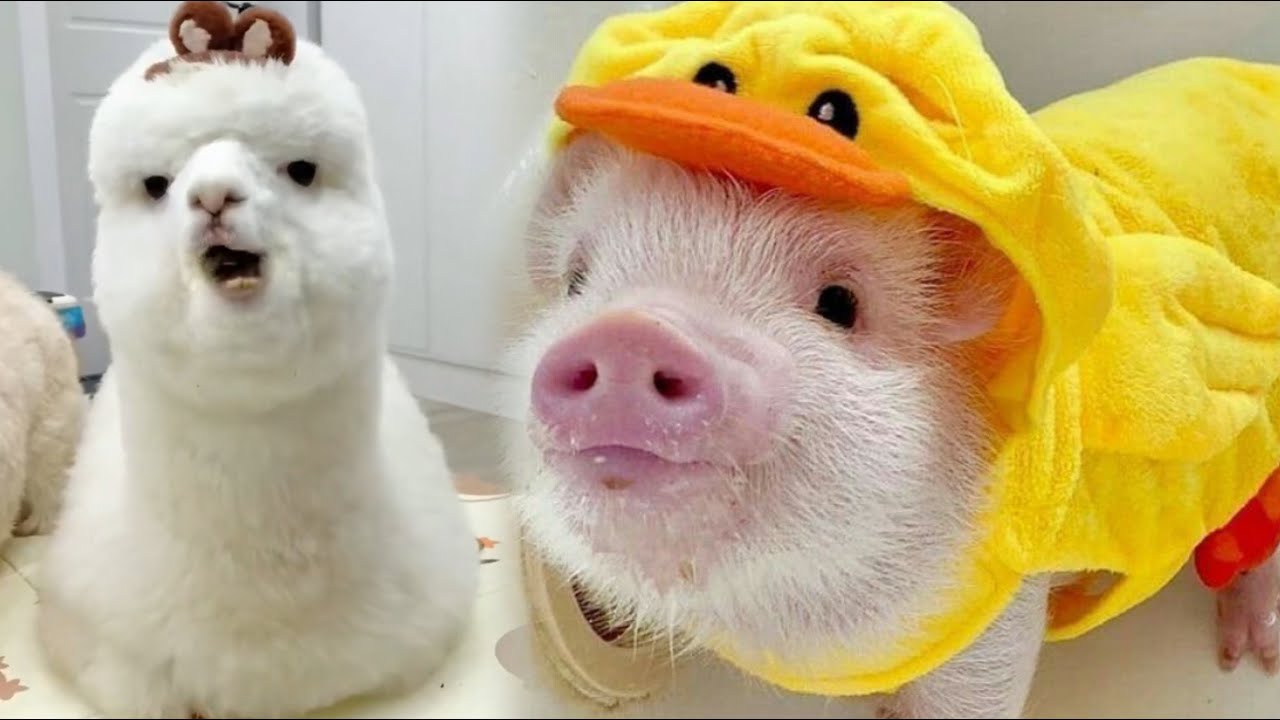 The FUNNIEST Animal Shorts Ever of 2024! 🤣 | BEST Compilation ...