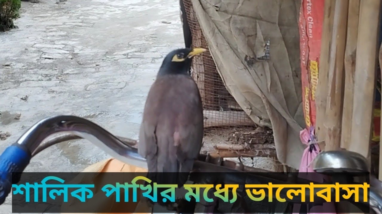 shalik birds is love mayna pakhi#youtube video#viral #mayna birds#birds ...