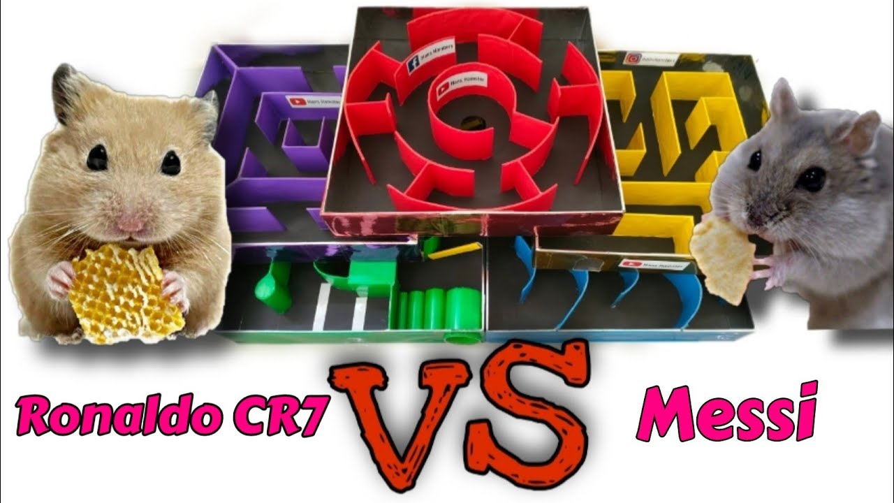 hamsters playing in the maze - Campbell Vs Syrian hamster speed race in ...
