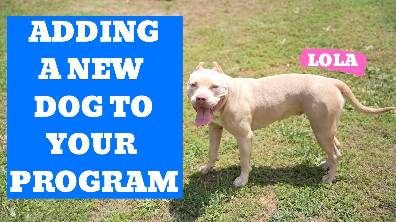 Adding a New Dog to Your Program - YouTube