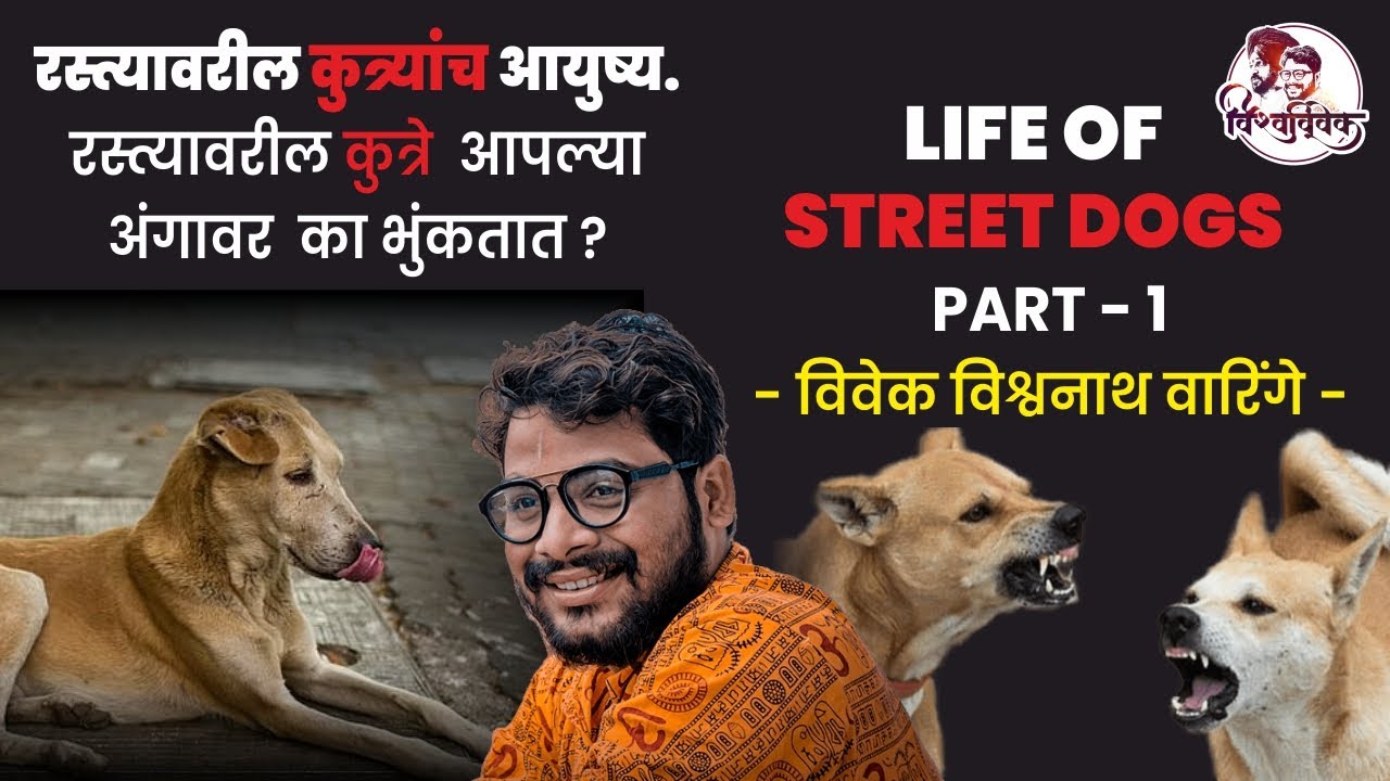 LIFE OF STREET DOGS I रस्त्यावरील कुत्र्यांच आयुष्य I VIVEK WARINGE ...