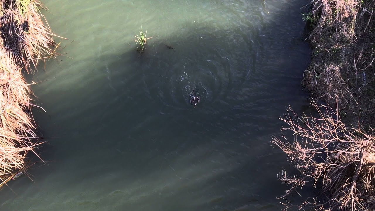 Alligator Snapping Turtle on Duck Violence - YouTube