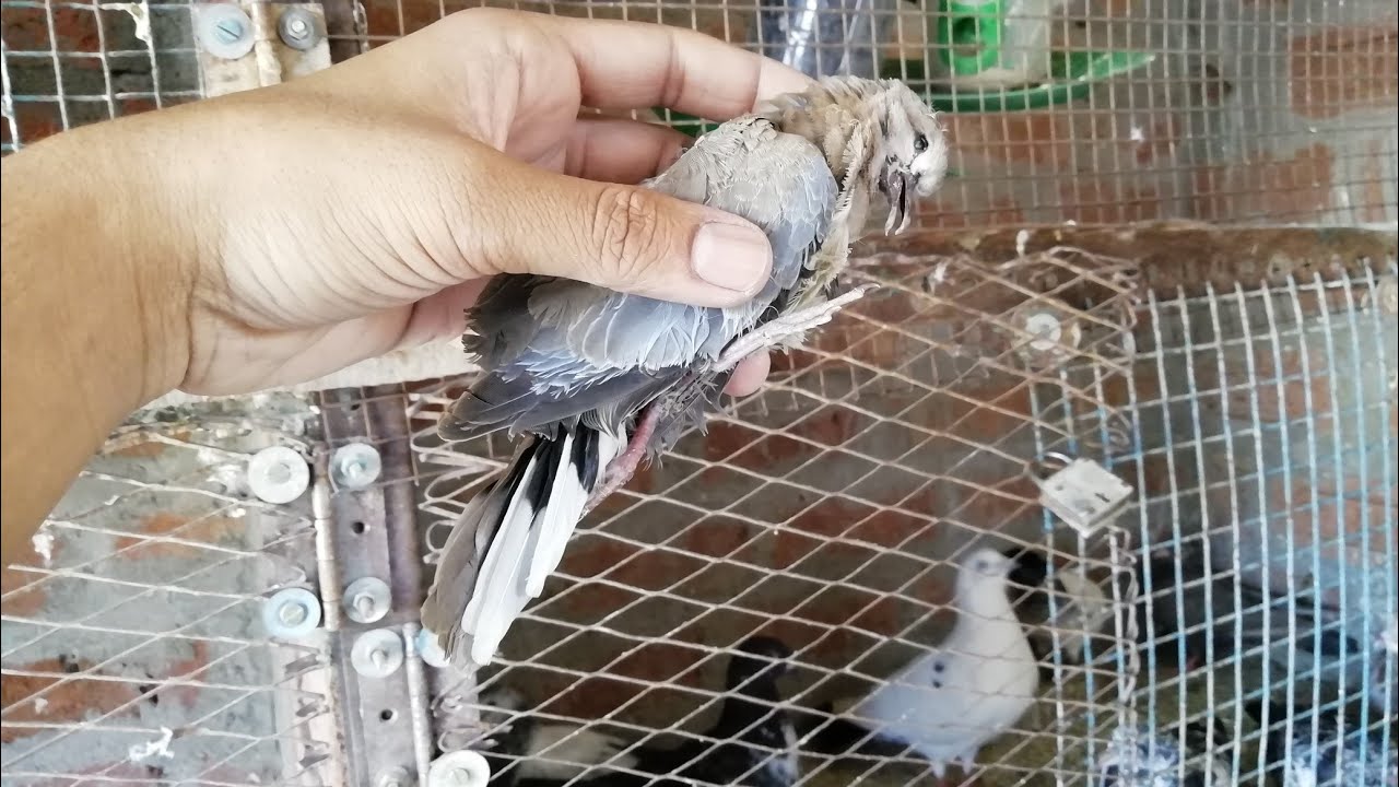 Rescued one more wounded baby dove😢 || sparrow hawk caught the baby ...