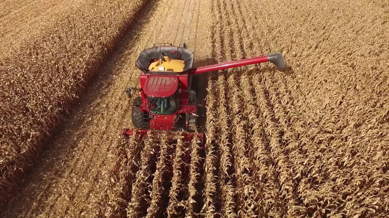 Corn Harvest '15 - Kickin' Dust Up - YouTube
