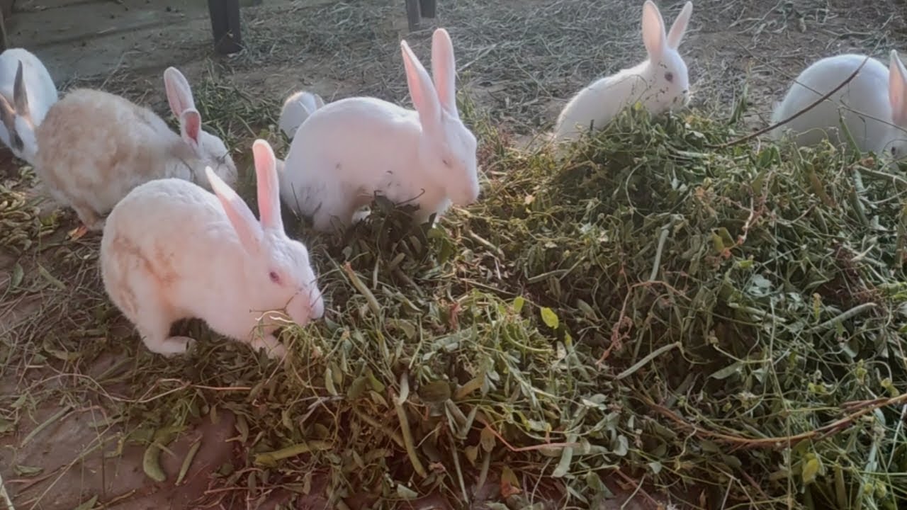 Bunny cute video || Lots of bunnies || Rabbits#khargosh - YouTube