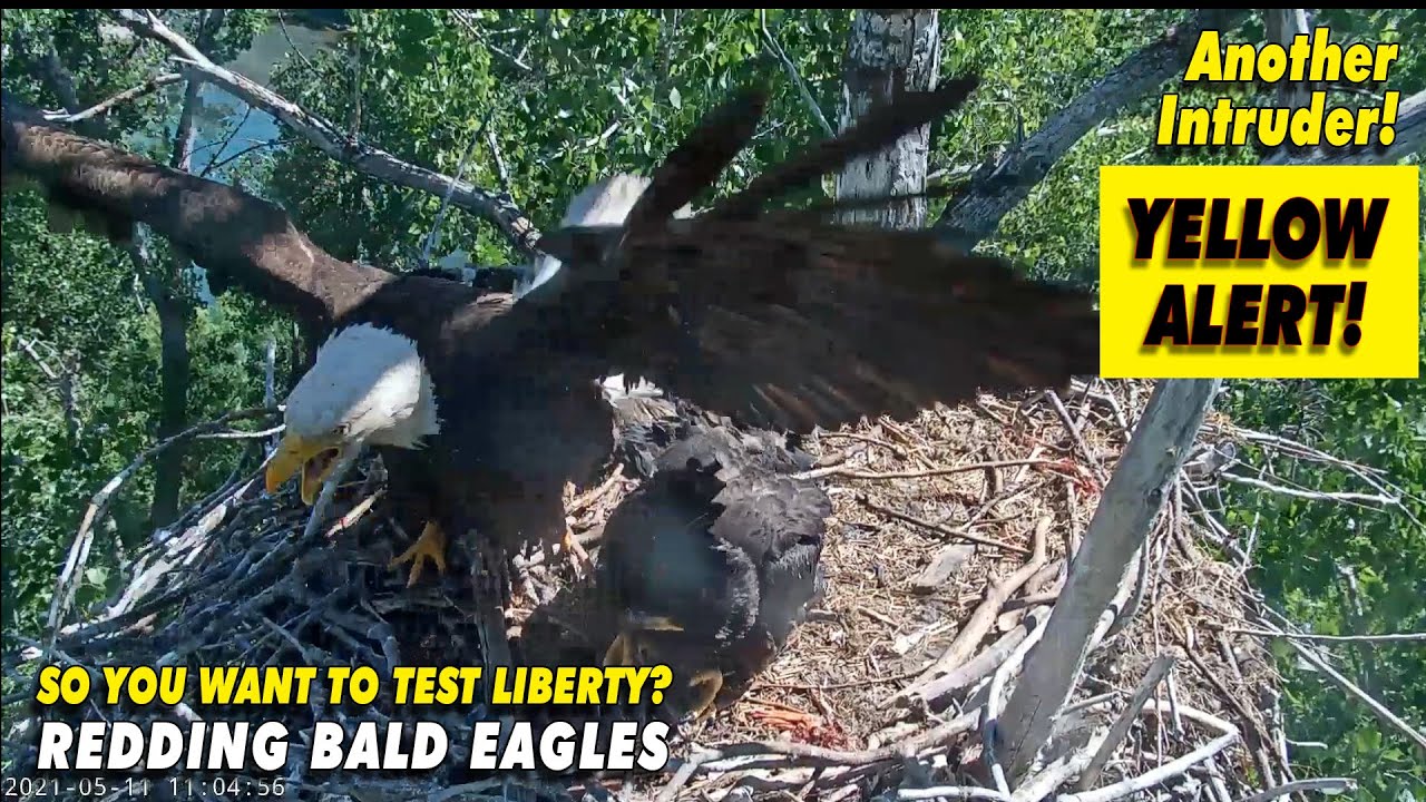 New Intruder - Yellow Alert! - The Redding Eagles - YouTube