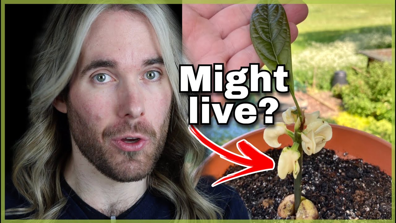 Your white avocado trees MIGHT LIVE! (update) - YouTube