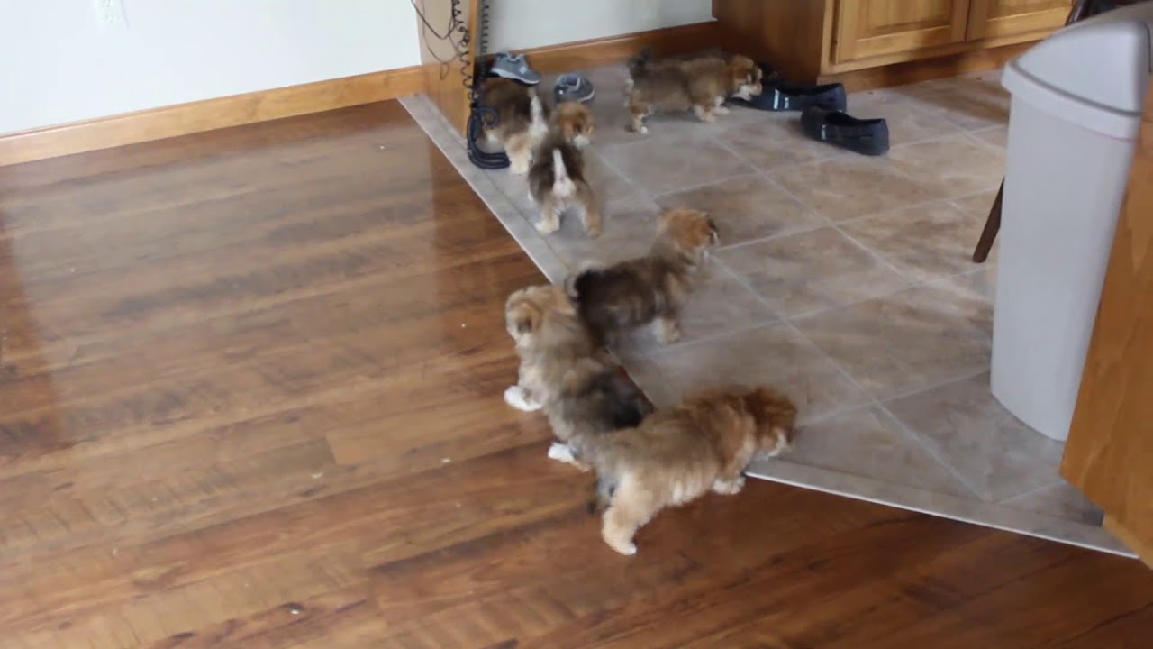 Morkie Puppies For Sale - YouTube