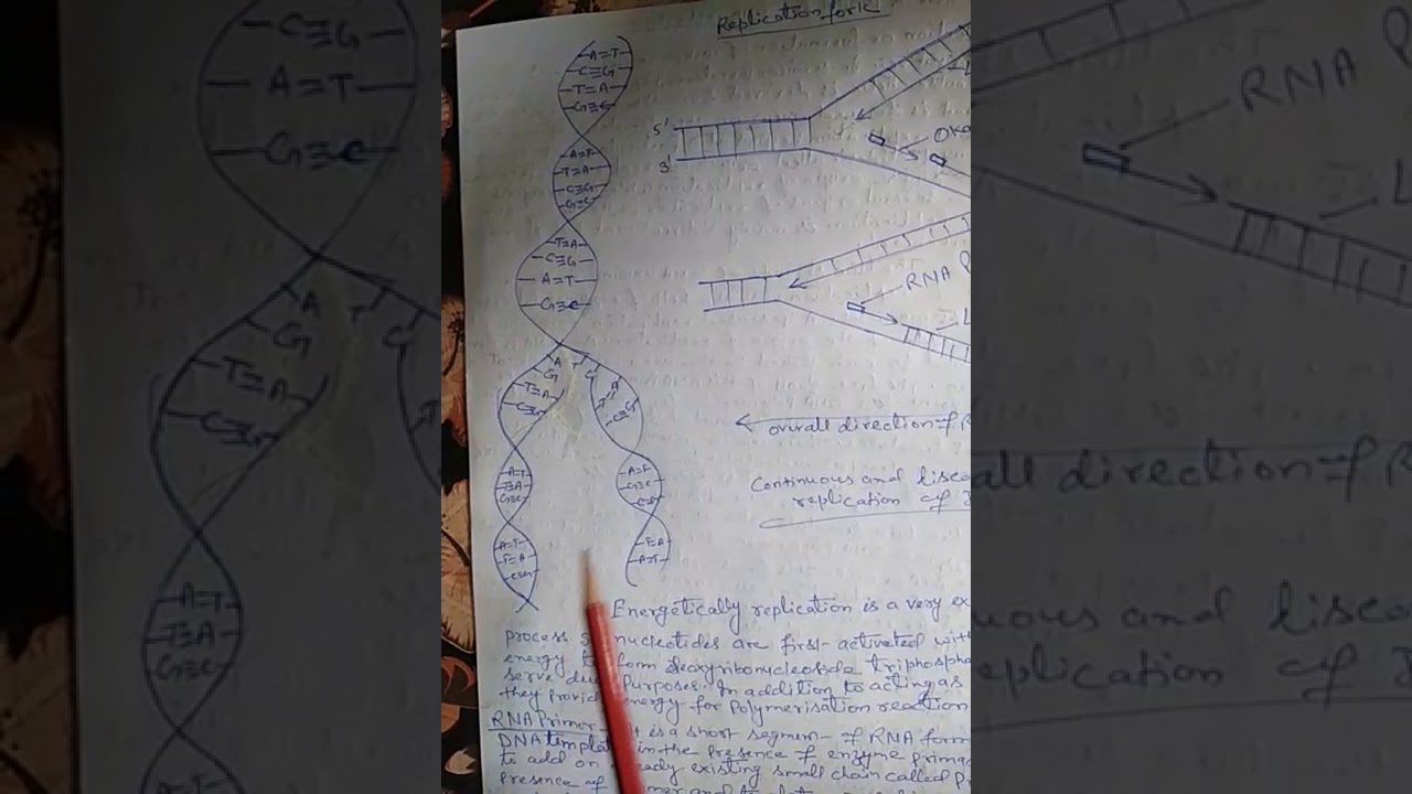 DNA replication class-12 by Sudhir sir - YouTube