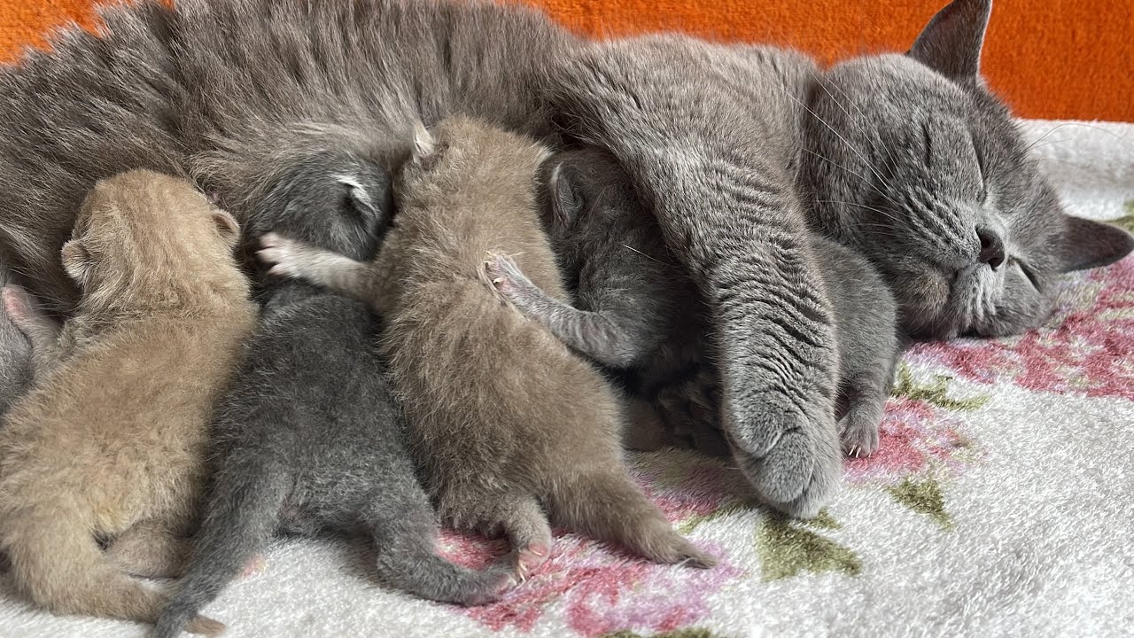 Newborn kittens 4 days after birth - YouTube