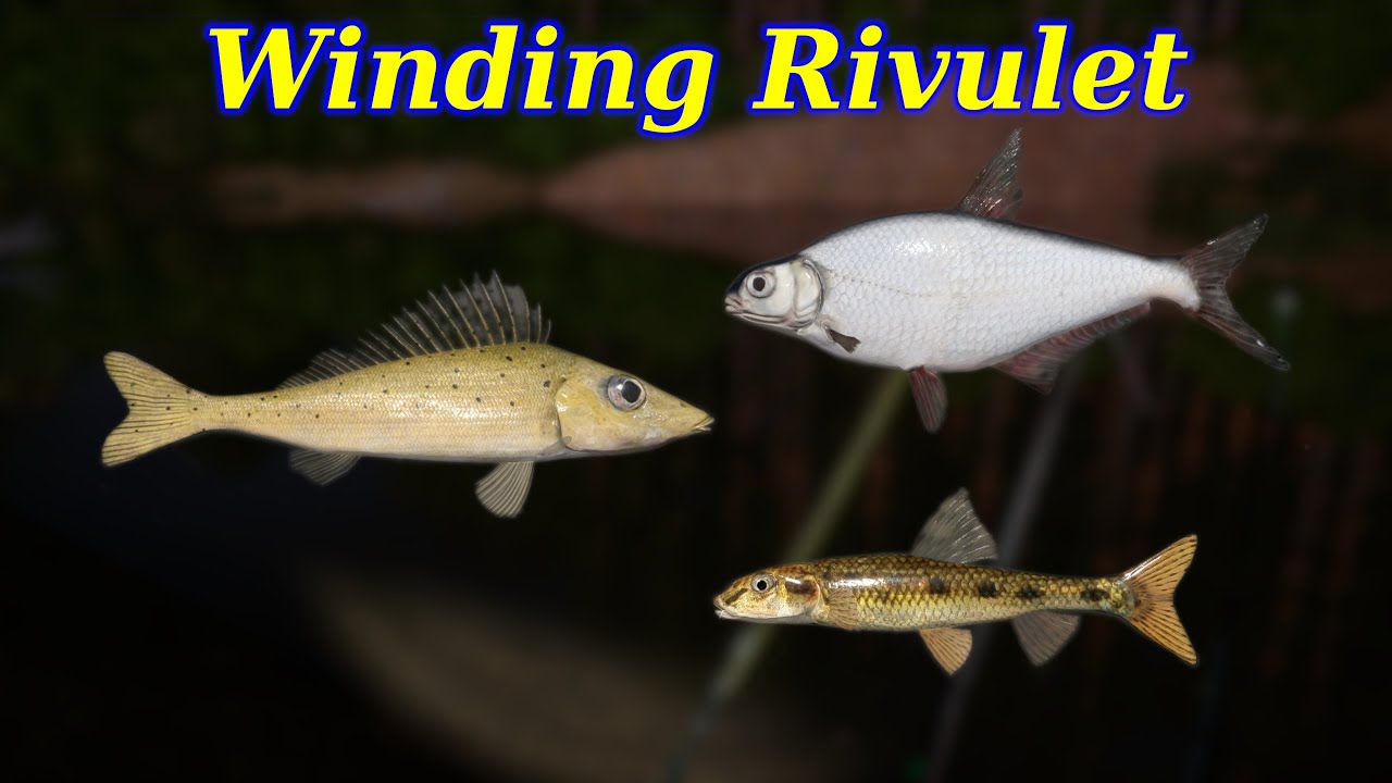 Russian Fishing 4 | Winding Rivulet | Donets Ruffe | SPOT RF4 101 - YouTube