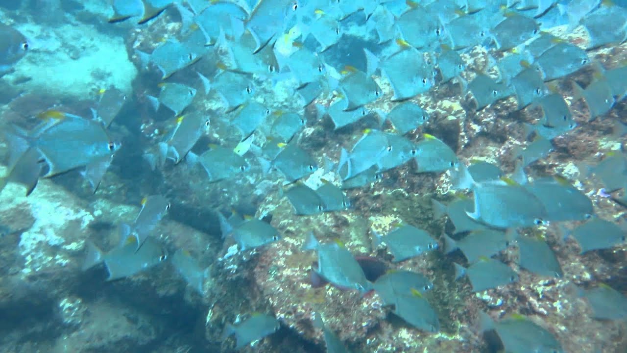 yellow square fish and trevally.MOV - YouTube