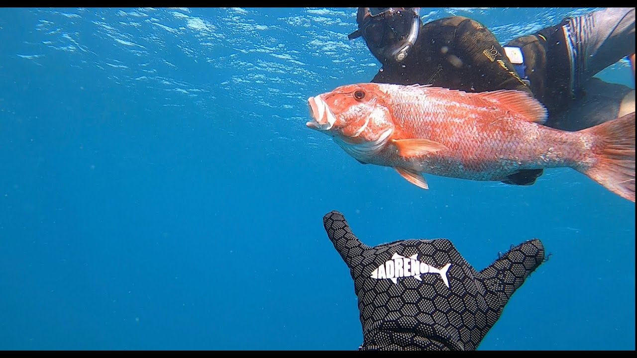 OCEANARCADIA - Chasing Bluebone and a Big Chinaman Fish Ep07 - YouTube