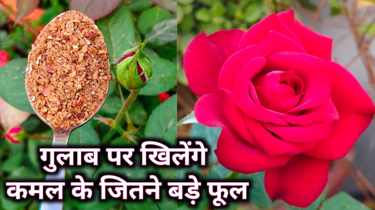 6 Rose plant growing tips.गुलाब पर बड़े फूल कैसे पाएं. Rose plant ...