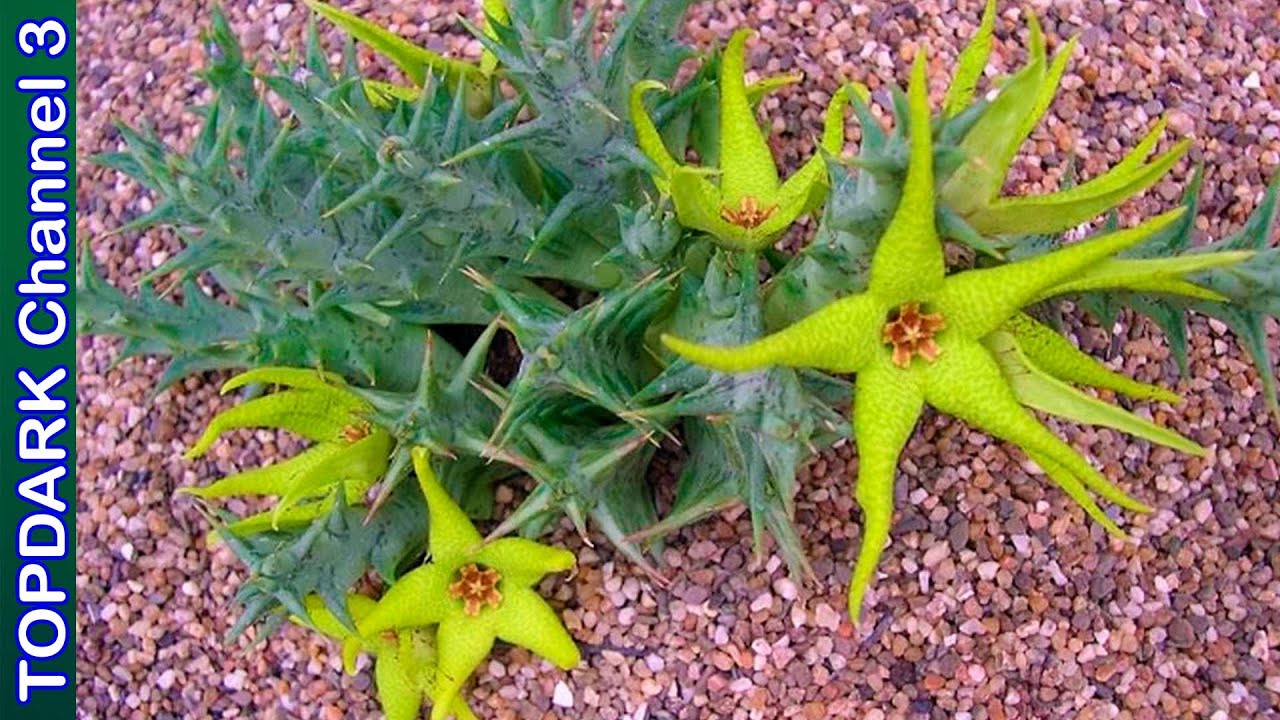 12 Variedades de Caralluma - YouTube