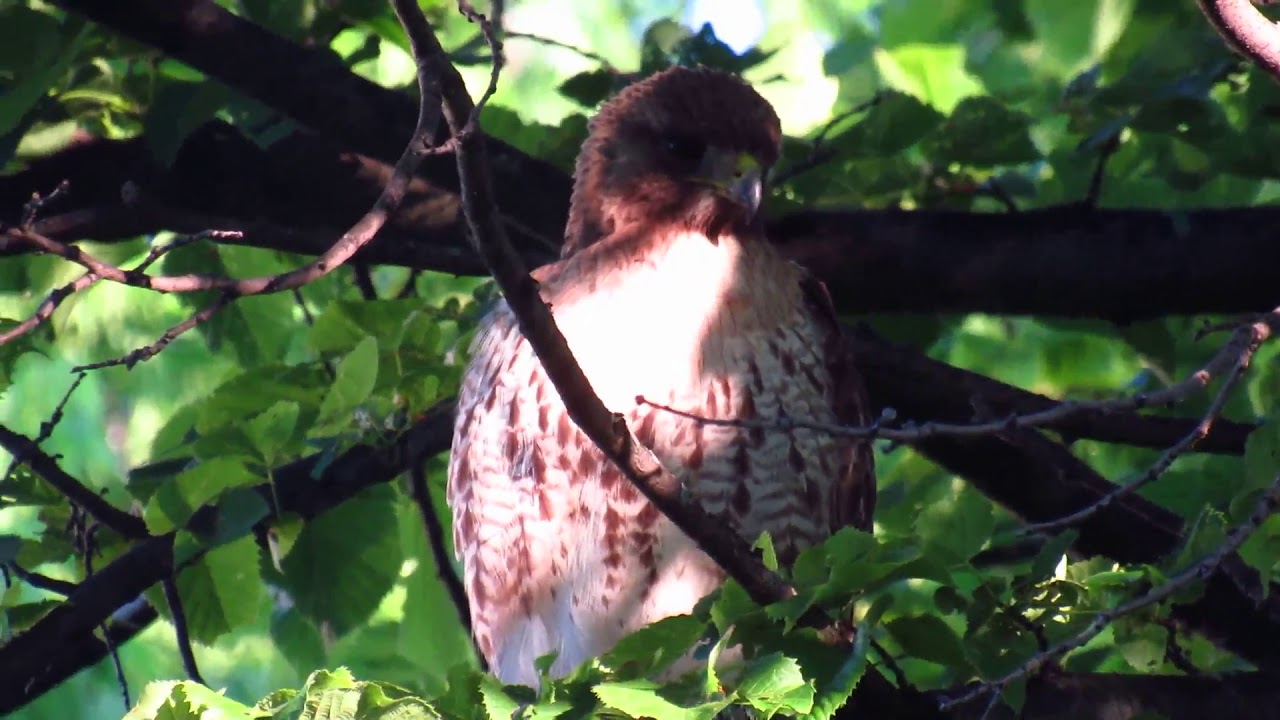 Deer and Red Tailed Hawk Mosquito Attack Anil Kumar Diary 28 June 2020 ...