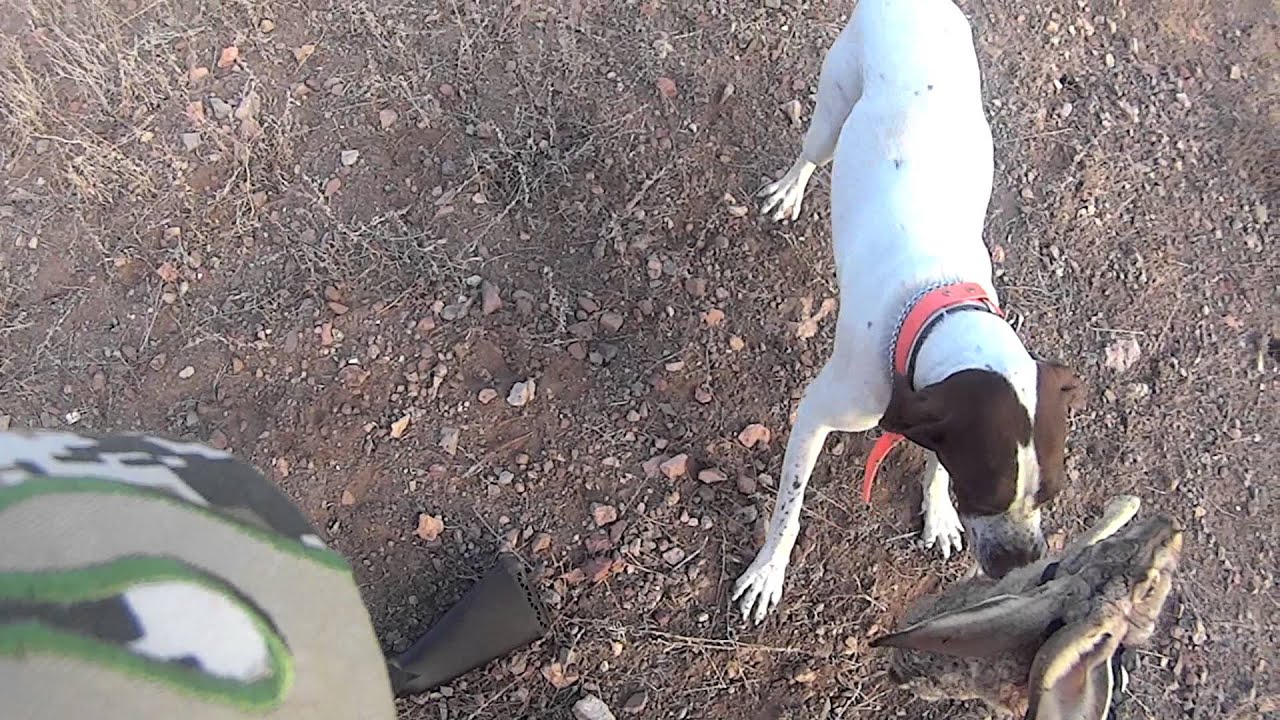 Pointer Americano caza de codornices! - YouTube
