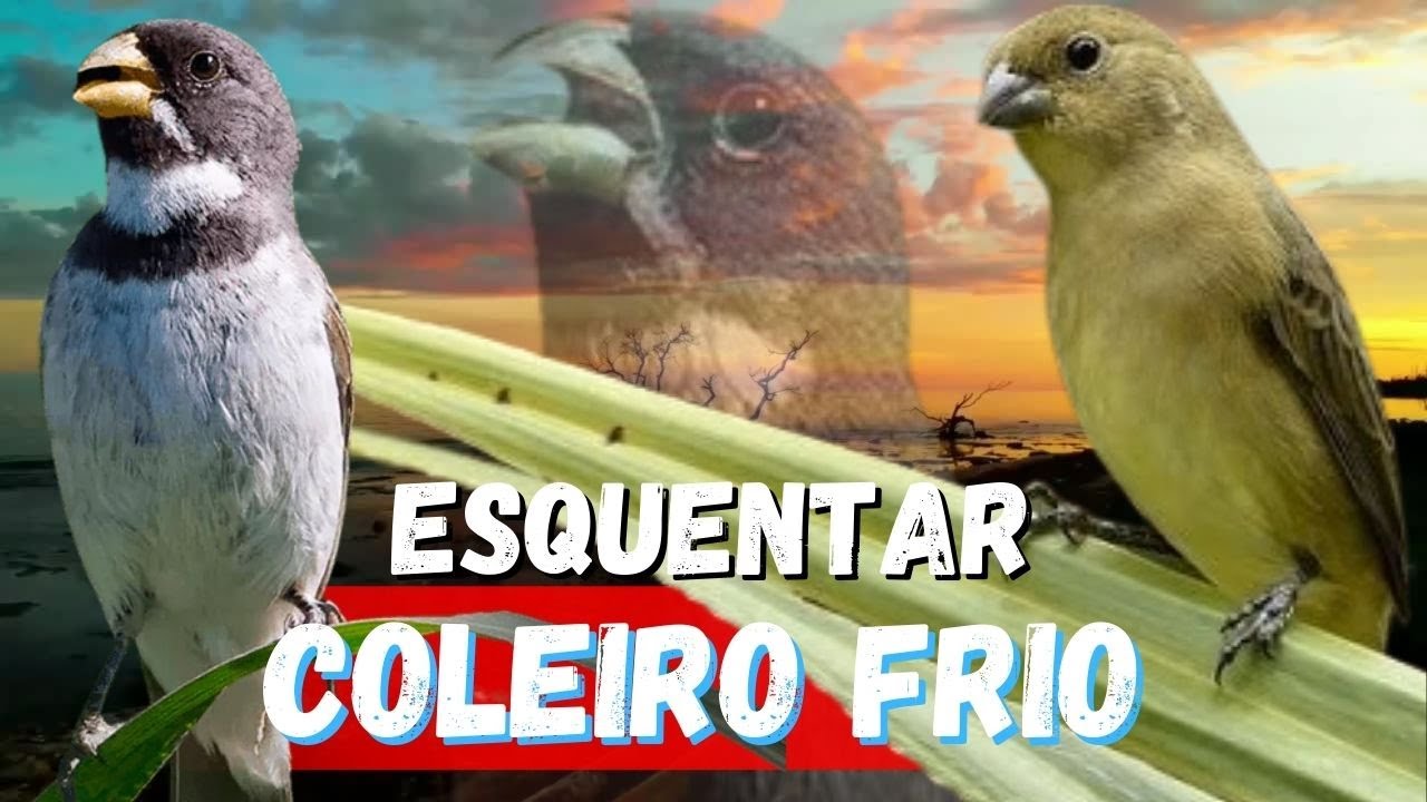 FÊMEA DE COLEIRO CHAMANDO COM CANTO DO COLEIRO TUI TUI PARA ESQUENTAR ...