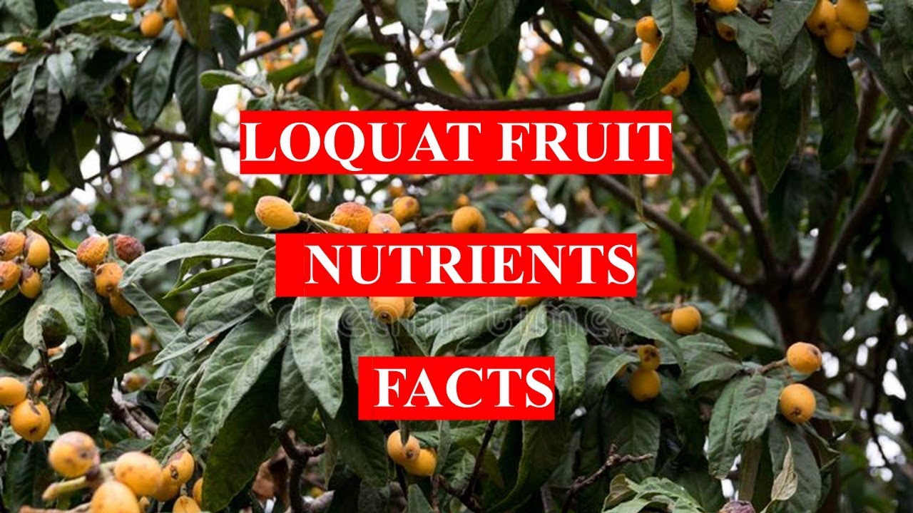 LOQUAT FRUIT - HEALTH BENEFITS AND NUTRIENTS FACTS - YouTube