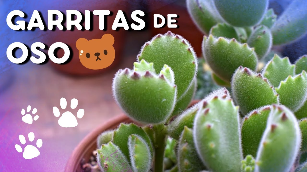 Cuidados, reproducción y más sobre la "Garrita de oso"🌱| Cotyledon ...